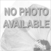 Matrix Midnight Glow Pansy