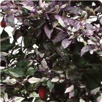 Calico Ornamental Pepper